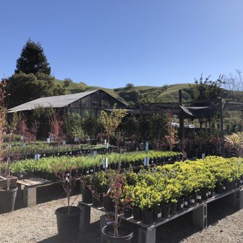 CALAVERAS NURSERY - Updated December 2025 - 121 Photos & 63 Reviews ...
