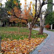 TATHAGATA MEDITATION CENTER - 46 Photos - 1215 Lucretia Ave, San Jose ...