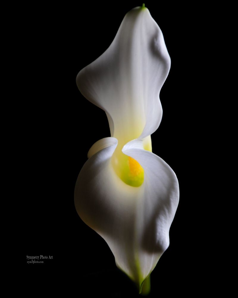 SYMMETRY PHOTO ART - 15 Photos - Portsmouth, Virginia - Session ...