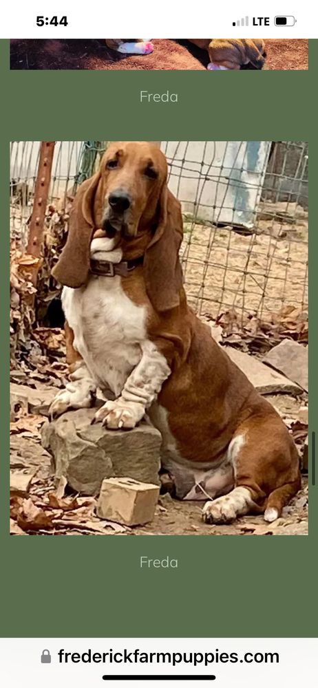 FREDERICK FARM PUPPIES - Request Information - 312 Wildcat Mtn Rd ...