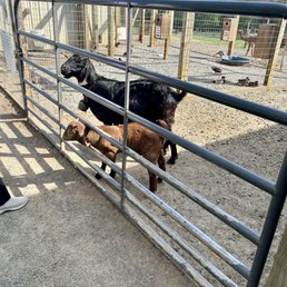 YODER’S COUNTRY MARKET - Updated June 2025 - 175 Photos & 113 Reviews ...