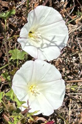 SATWIWA NATIVE AMERICAN INDIAN CULTURE CENTER - Updated January 2026 ...