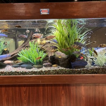 HUNAN CHEF - Updated August 2025 - 91 Photos & 157 Reviews - 8404 Katy ...