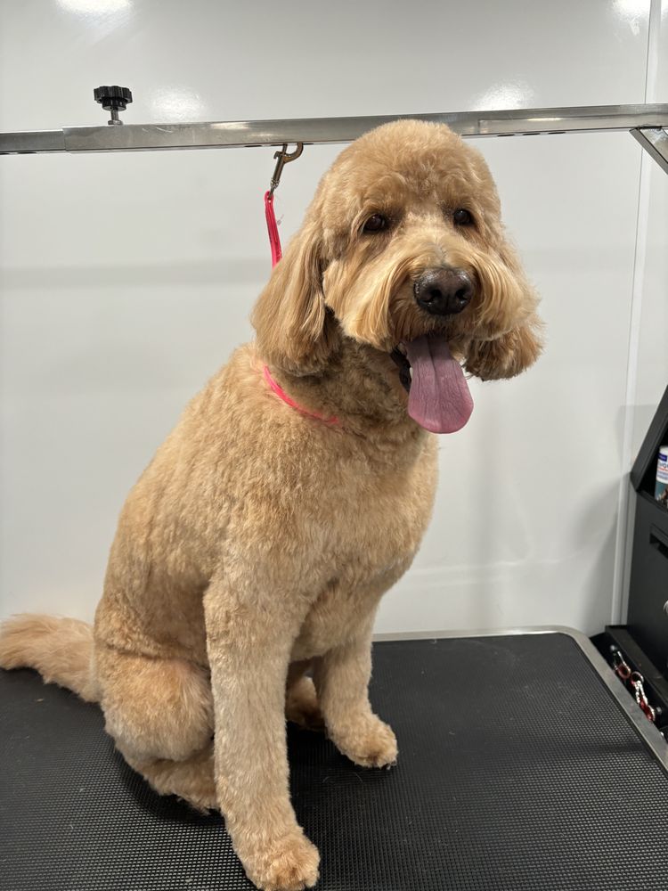 PAWSITIVE IMAGE GROOMING SPA - Updated February 2025 - 23 Photos - 6030 ...