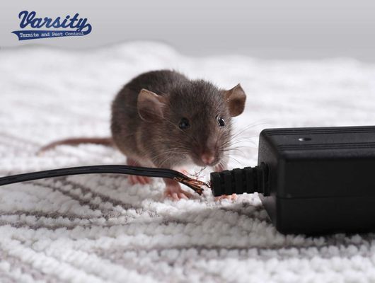 VARSITY TERMITE AND PEST CONTROL - Updated October 2025 - 40 Photos ...