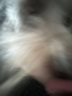 SAKANA HOUSE - Updated July 2025 - 15 Photos & 38 Reviews - 750 Big Bay ...