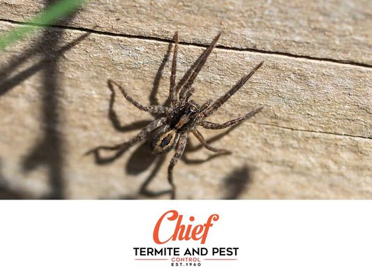 CHIEF TERMITE & PEST CONTROL - Updated January 2025 - 13 Photos - 5291 ...