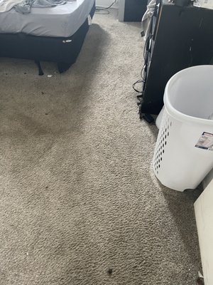 CARPET MUNCHERS CARPET CLEANERS - Updated July 2025 - 13 Photos - San ...