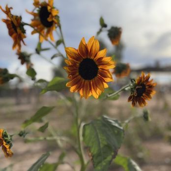 VERTUCCIO FARMS - Updated October 2024 - 271 Photos & 146 Reviews ...