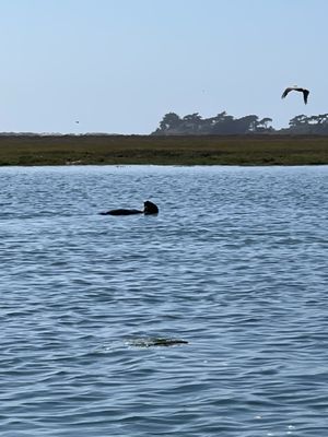 KAYAK CONNECTION - Updated December 2025 - 228 Photos & 251 Reviews ...