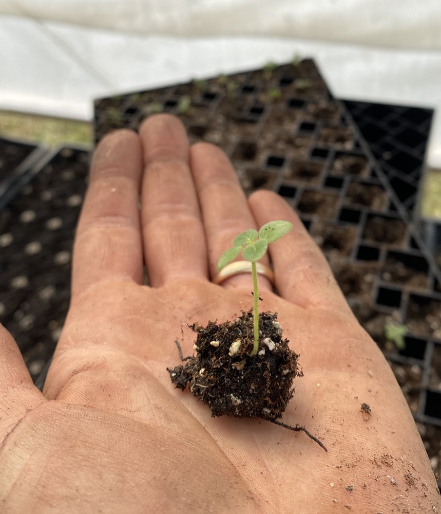 FAT RABBIT FARMS - Updated May 2025 - 4650 Millcreek Rd, Hot Springs ...