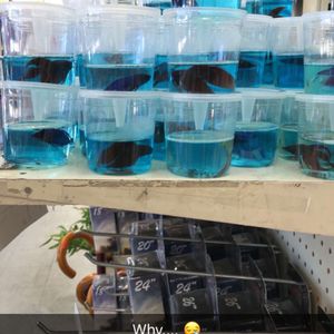 SUPER 99 CENTER - Updated July 2025 - 2264 S Nellis Blvd, Las Vegas ...