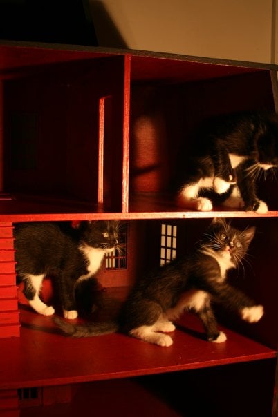 ENTITLED CAT BOSTON - Updated July 2025 - 14 Reviews - Boston ...