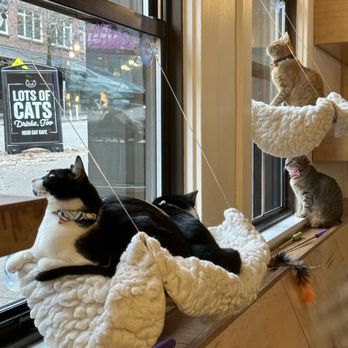 NEKO: A CAT CAFE - Updated July 2024 - 924 Photos & 300 Reviews - 519 E ...