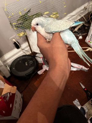 EMPIRE PARROTS - Updated October 2024 - 32 Photos - 239 Ocean Ave, New ...