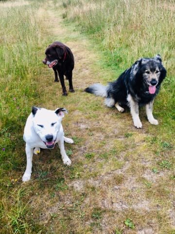 PAUL’S PET PALS - Request a Quote - 90 Headley Grove, Epsom, Surrey ...