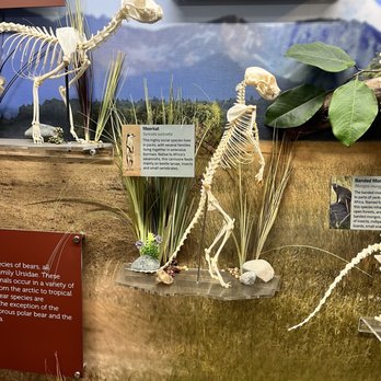 SKELETONS MUSEUM OF OSTEOLOGY - Updated August 2024 - 522 Photos & 149 ...