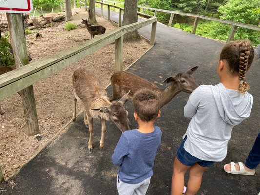 WISCONSIN DEER PARK - Updated August 2025 - 272 Photos & 141 Reviews ...