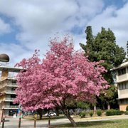 CSUN POND - 327 Photos & 86 Reviews - 18111 Nordhoff St, Los Angeles ...