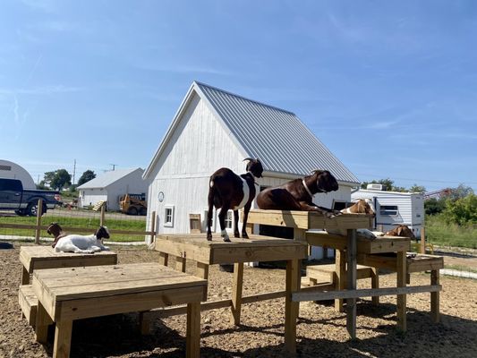 CRITTER BARN - Updated September 2025 - 59 Photos & 32 Reviews - 2950 ...