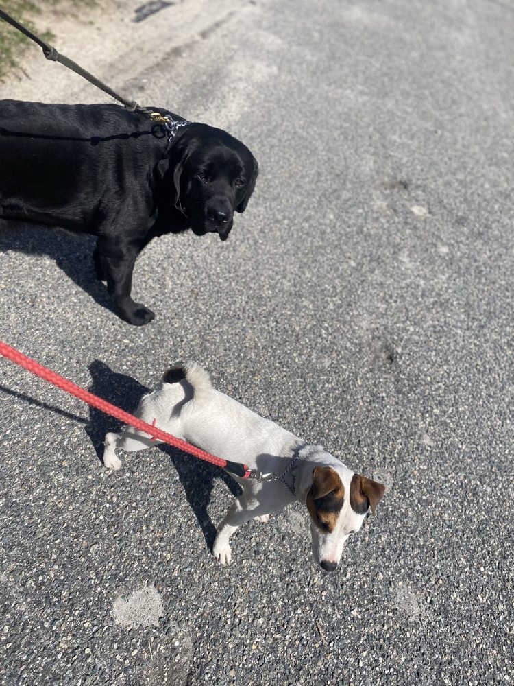 MISS LYSS PET SERVICES - Updated December 2025 - Request a Quote - 19 ...