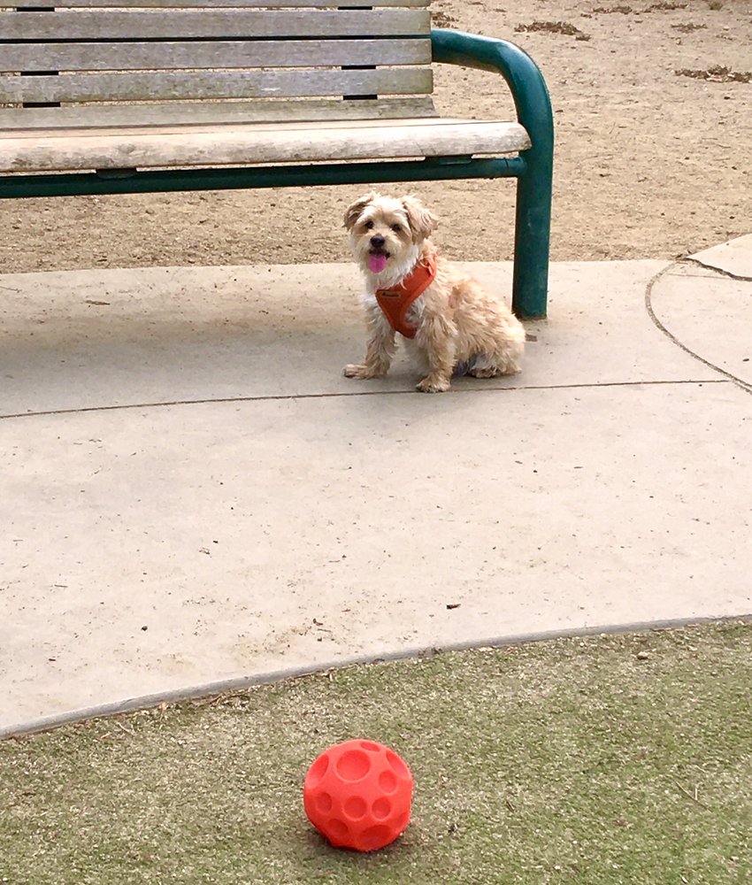 ROY M BUTCHER DOG PARK - 245 Photos & 303 Reviews - 3950 Camden Ave ...