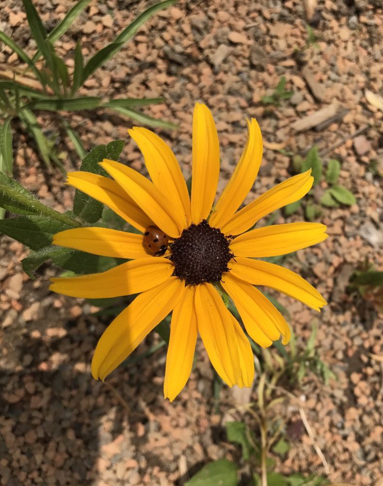 BENT LEE TREE & LANDSCAPE - 927 Orangewood Dr, Brea, California ...