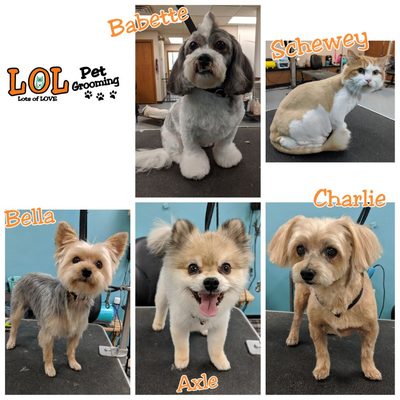 LOL PET GROOMING - Updated November 2025 - 11 Photos - 5530 Elevator Rd ...