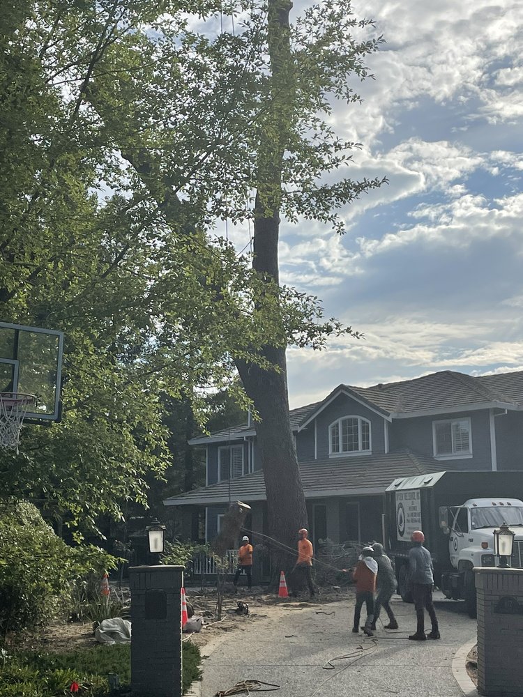AMADOR TREE SERVICE - 32 Photos - Alamo, California - Tree Services ...
