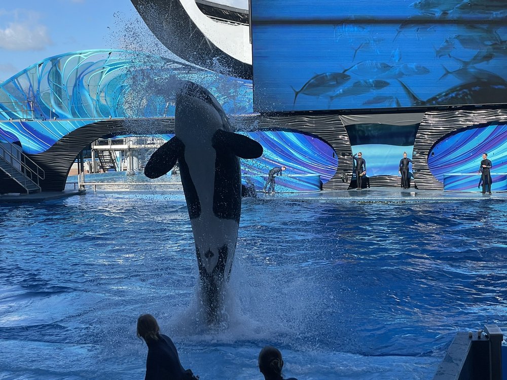 ORCA ENCOUNTER - Updated January 2026 - 162 Photos & 12 Verified ...