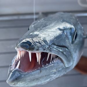 VIRGIN MAGIC CHARTERS - 25 Photos - 9901 Emmaus, Saint John, Virgin ...