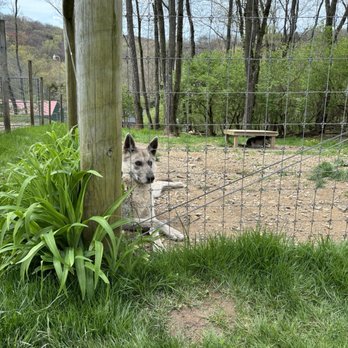 THE WOLF SANCTUARY OF PA - Updated August 2024 - 279 Photos & 107 ...