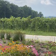 MARKED TREE VINEYARD - 158 Photos & 51 Reviews - 623 Deep Gap Rd, Flat ...