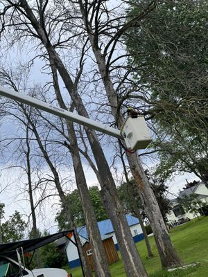 MURPHYS TREE - Updated September 2025 - 70 Photos - Burt, New York ...