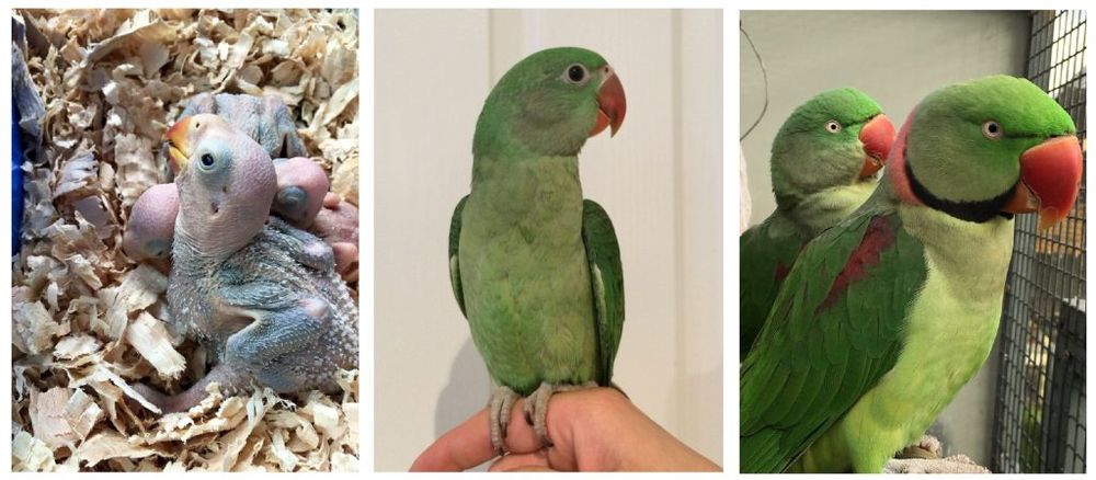 HAND RAISED PARROTS - Melbourne Victoria, Australia - Pet Breeders ...