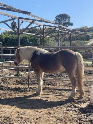 RAWHIDE RANCH - Updated December 2025 - 74 Photos & 38 Reviews - 6987 W ...