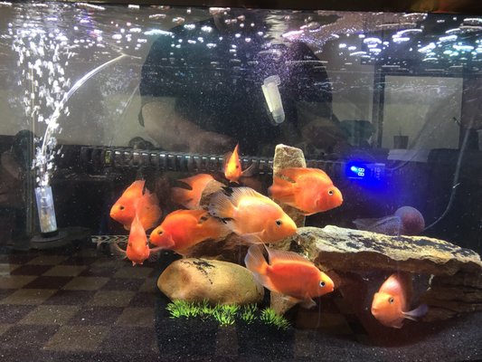 CHINA HOUSE - 18 Photos & 14 Reviews - Chinese - 2652 Darlington Rd ...