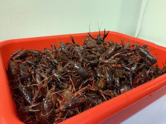 LOUISIANA CRAB SHACK - 182 Photos & 239 Reviews - 2525 W Anderson Ln ...