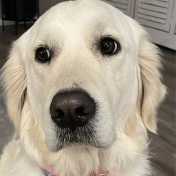 K-9 SMILES - Updated November 2025 - 63 Photos & 77 Reviews - 80 Garden ...