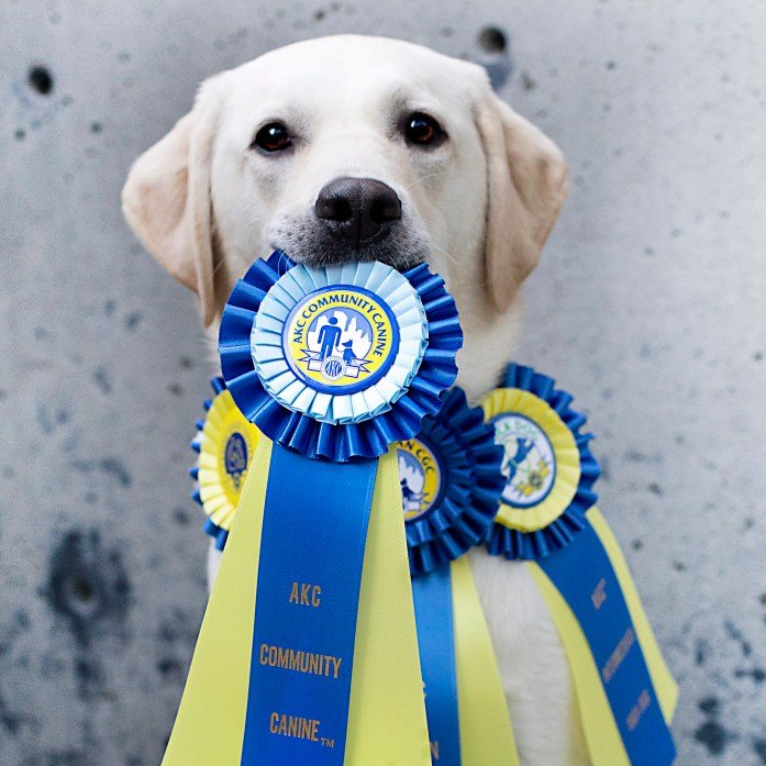 AIRBORNE K9 - Updated September 2025 - Request Consultation - 38 Photos ...