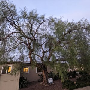 ALL ACCESS TREE CARE - 149 Photos & 225 Reviews - 289 Vernon Way, El ...