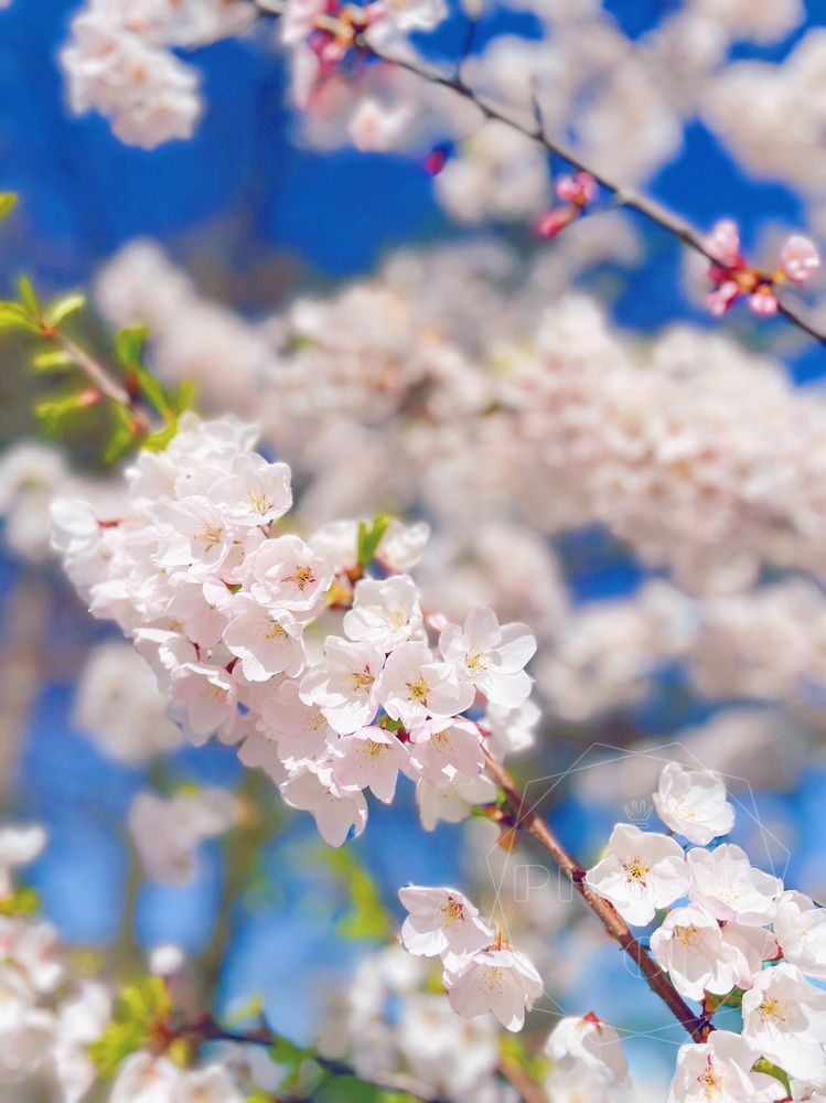 JAPANESE CANADIAN CULTURAL CENTRE - Updated May 2024 - 176 Photos & 15 ...