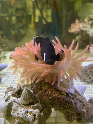 LITTLE AMAZON FISH & PETS - 71 Photos & 85 Reviews - 10316 Aurora Ave N ...