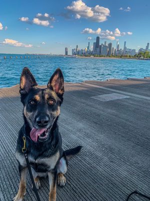 DOWNTOWN DOGS CHICAGO - Updated January 2026 - 32 Photos & 55 Reviews ...