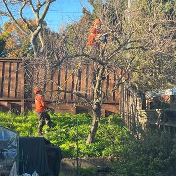 TERRY’S TREE SERVICE - Updated February 2025 - 102 Photos & 277 Reviews ...