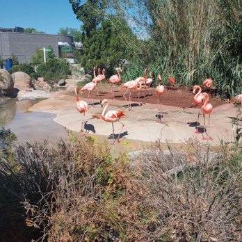 ABQ BIOPARK ZOO - Updated March 2025 - 876 Photos & 268 Reviews - 903 ...