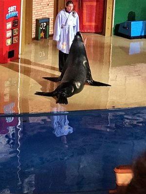 SEA WORLD ANIMAL RESCUE & REHABILITATION PROGRAM - Updated December ...