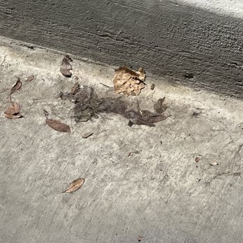 CRITTERS WITHOUT LITTERS - Updated August 2025 - 60 Photos & 130 ...