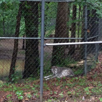 ENDANGERED WOLF CENTER - Updated June 2025 - 32 Photos & 39 Reviews ...