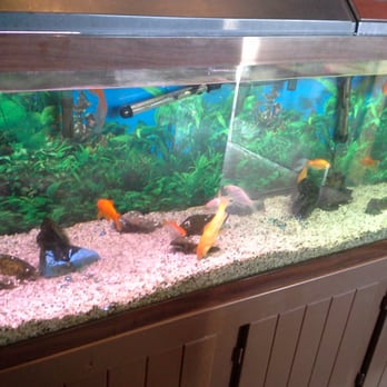 CHEF LIN BUFFET - Updated July 2024 - 34 Photos & 89 Reviews - 5084 S ...